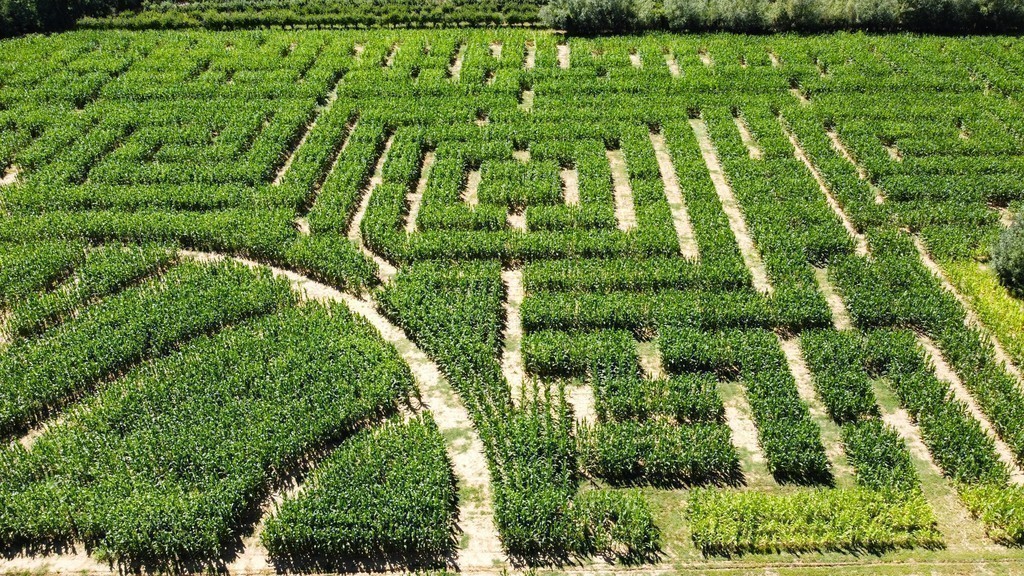 Labyrinthe végétal